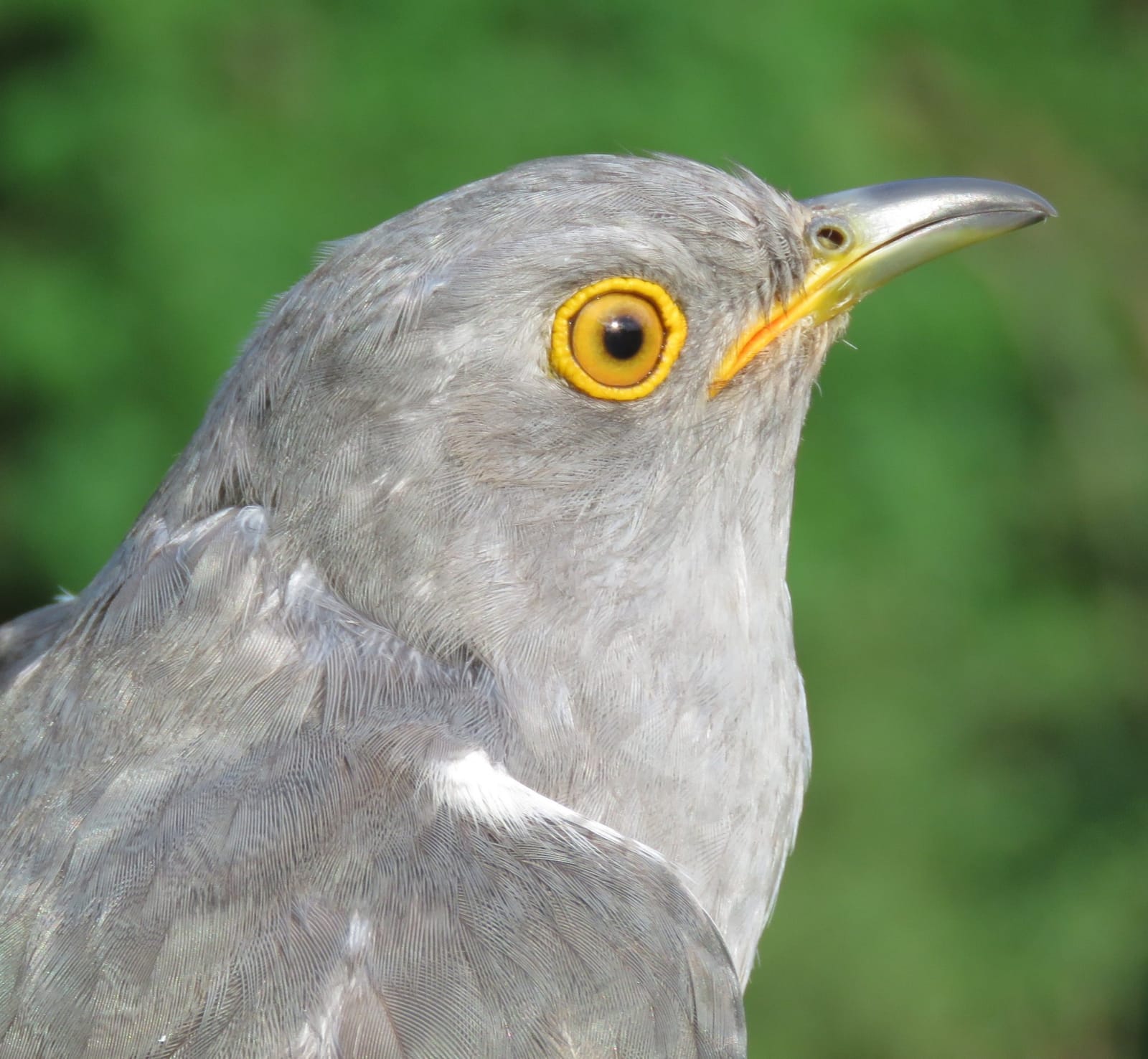BELVIDE RINGERS: Birds are BEAUTIFUL