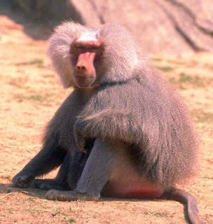 Mamíferos y marsupiales mammals of the earth: Papión sagrado (Papio ...