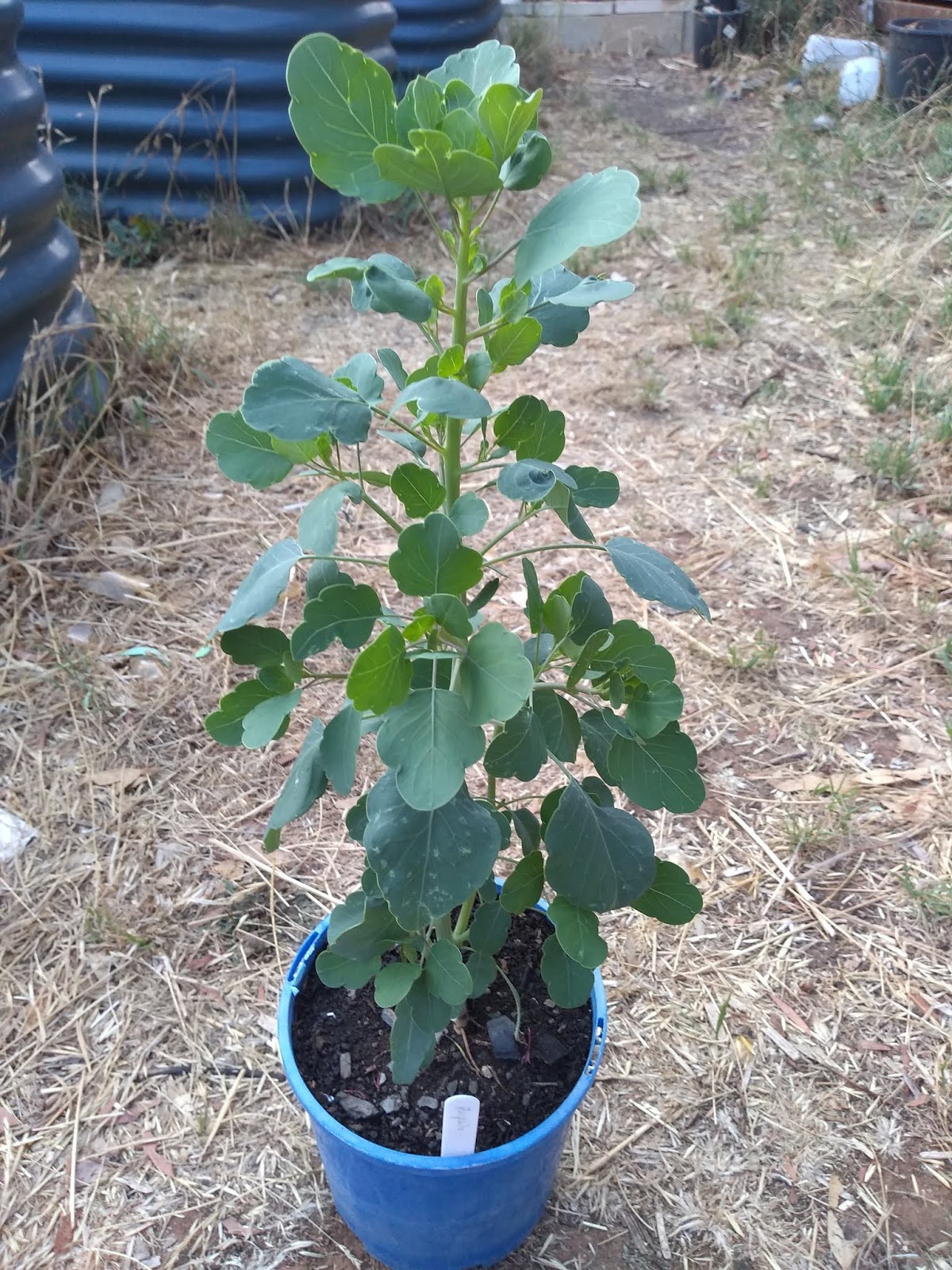 Mudflower: Summer Coriander, Papalo, and Quillquina