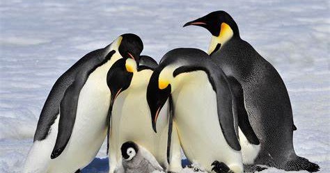 Managing Linux and Unix Servers Remotely with the Termux Android App