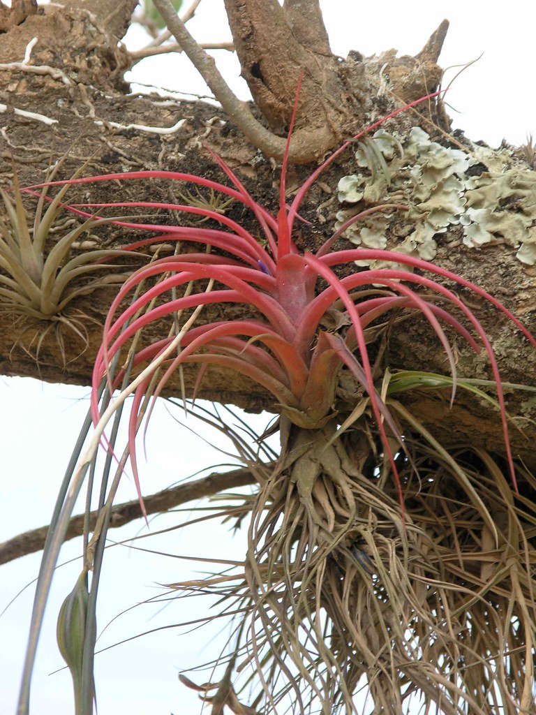 Tillandsia capitata care and culture | Travaldo's blog
