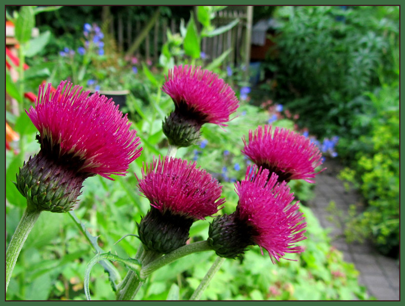 M U G G E N B E E T: distels in de tuin