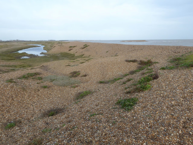Wild and Wonderful: A Winter Afternoon at Shingle Street