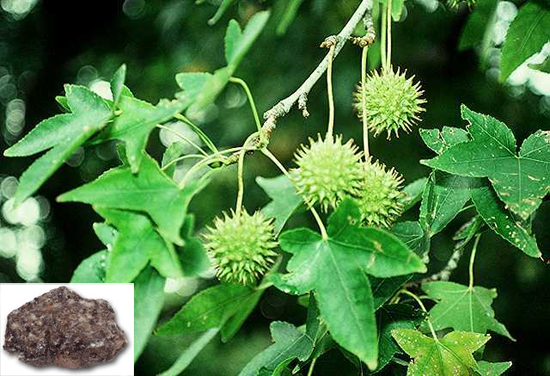 Storax (Suhexiang)-Liquidambar orientalis-Styrax Liquidis