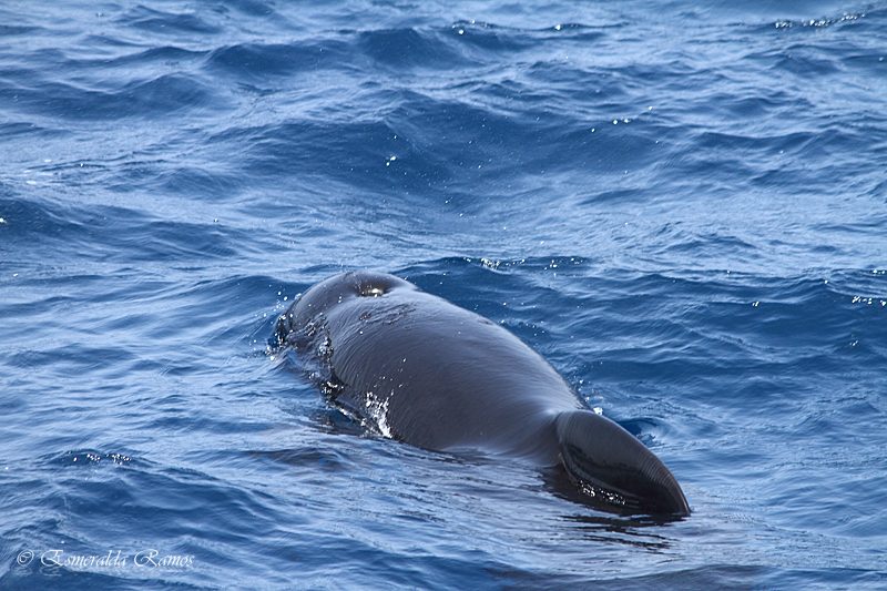 Naturaleza y fotografía: Calderón común (Globicephala melas)