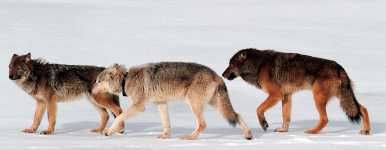 STOP WOLF HUNTS: MICHIGAN WOLVES ~ ACTIONS ~ NEWS