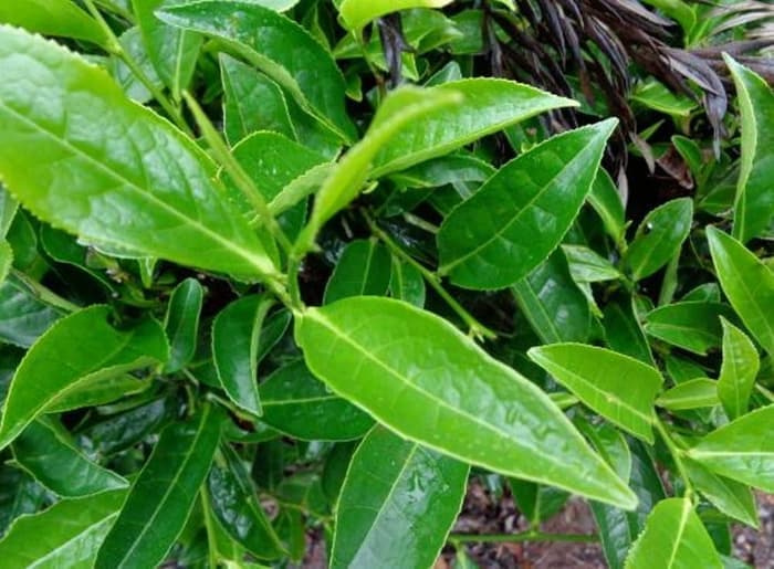 16. Daun Teh Hijau