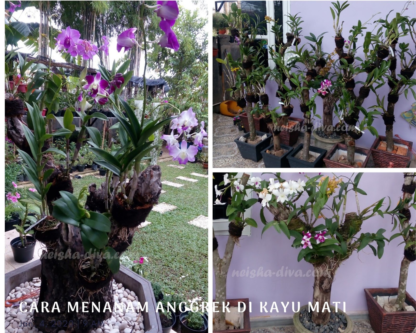 Rumah Bunga Neisha: Cara Menanam Anggrek Ditempel Kayu Mati