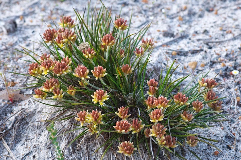 A Wandering Naturalist: Australia: A Coral Reef on Land (Part 1)