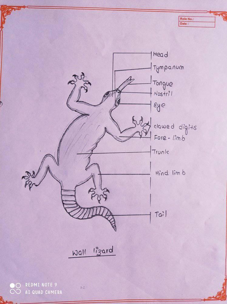 Aggregate 149 Draw A Well Labelled Diagram Seven edu vn Aggregate 149 Draw A Well Labelled Diagram Seven edu vn