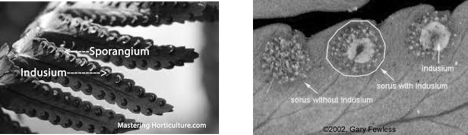 Kamus Biologi : Pengertian Gymnospermae, Herbivora, Hidrokori ...