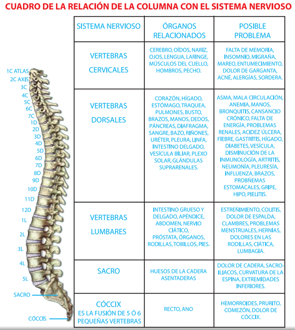ALPHA VITAL : ALINEACIÓN Y DESCOMPRESIÓN DE COLUMNA VERTEBRAL.