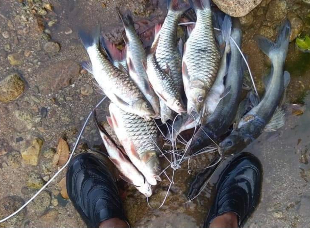 Tajuddin Mohd Ali: IKAN FRESH DARI GERIK AKAN BERADA DI KL!