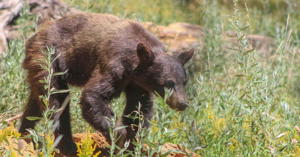 Cannundrums: California Black Bear