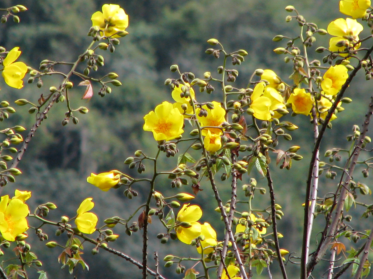 Poroporo Flowers
