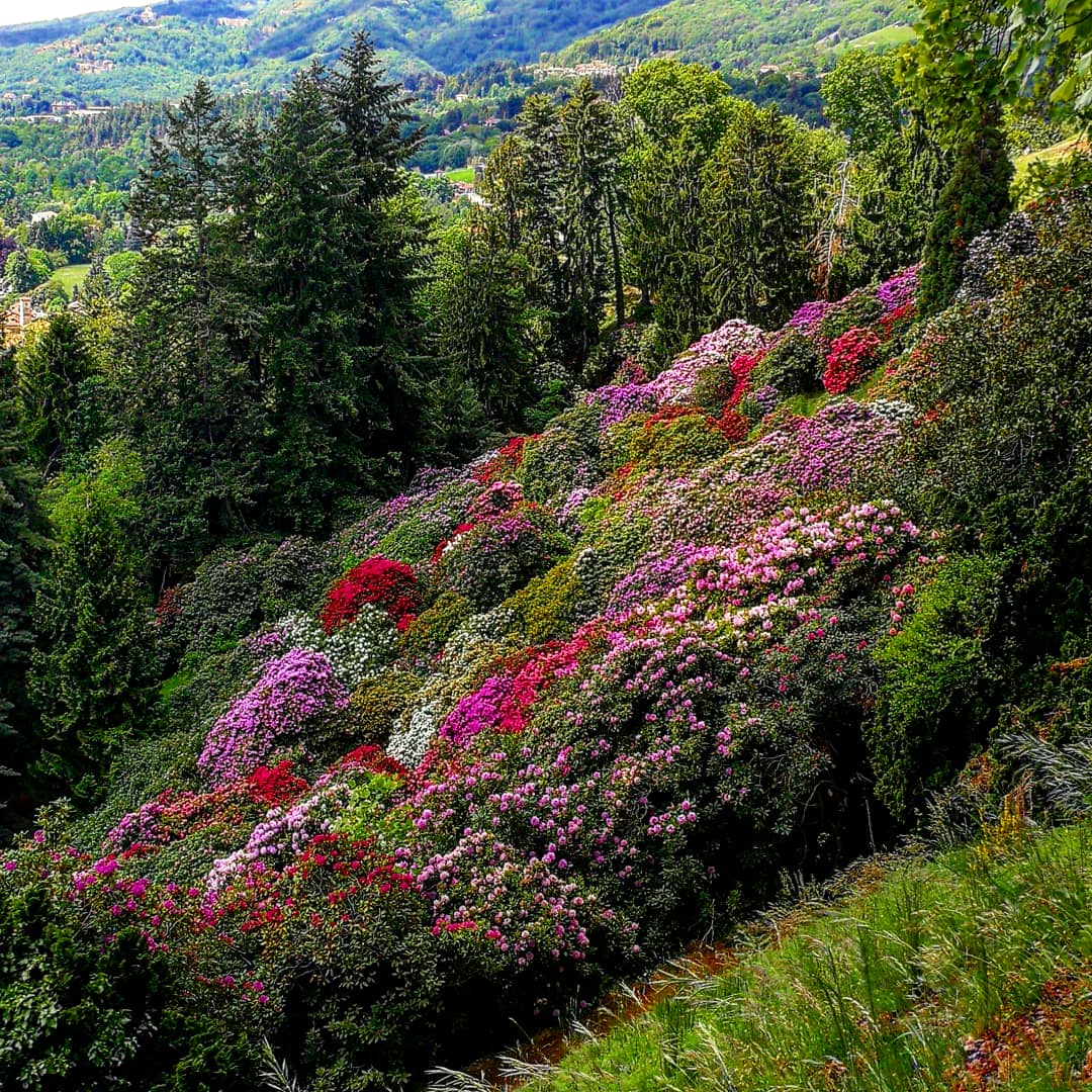 La fioritura dei rododendri: autentico spettacolo della natura al parco ...