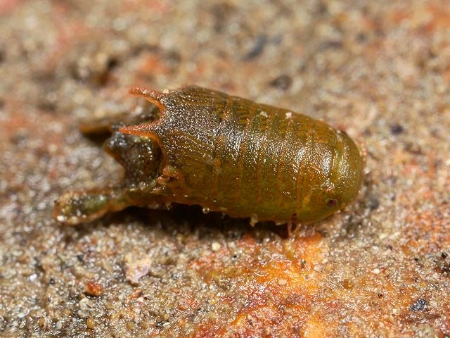 Variety of Life: Sphaeromatidae