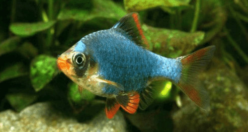 Ikan Sumatra - 5 Jenis Ikan Sumatra Beserta Harga dan Cara Budidayanya ...