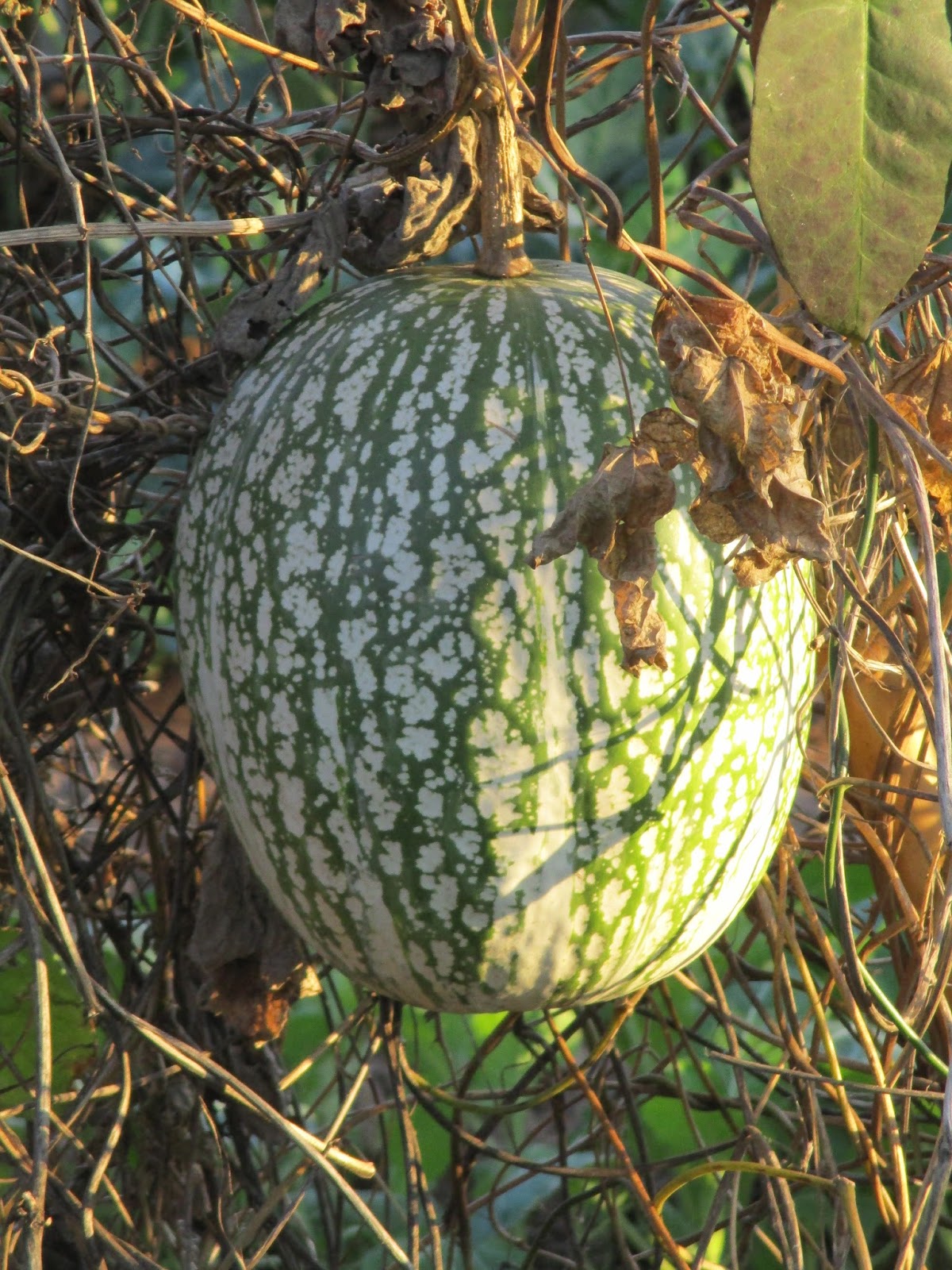 Terra e Sementes: Chilas