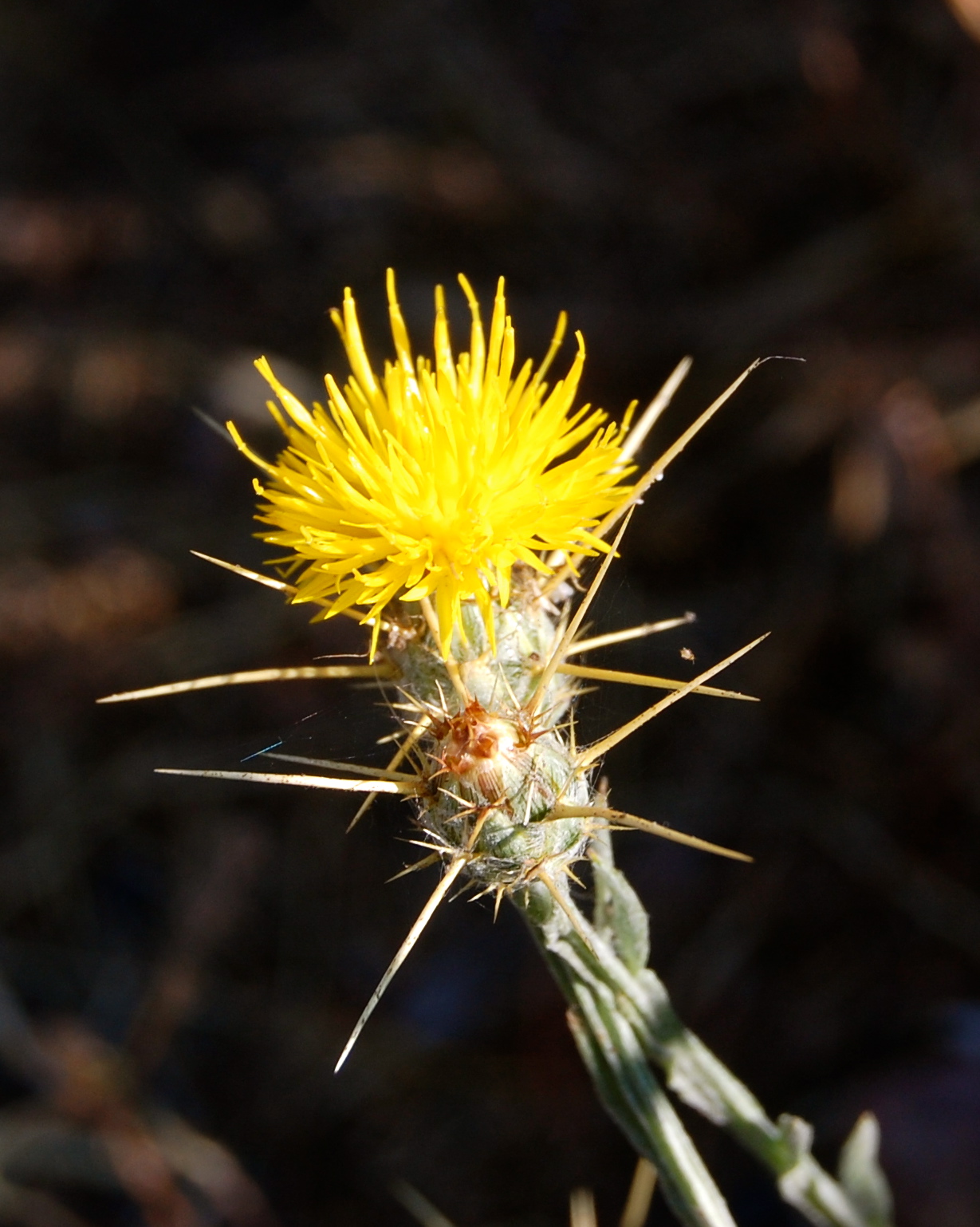 blackoaknaturalist: 'Tis the Season of Yellow Flowers