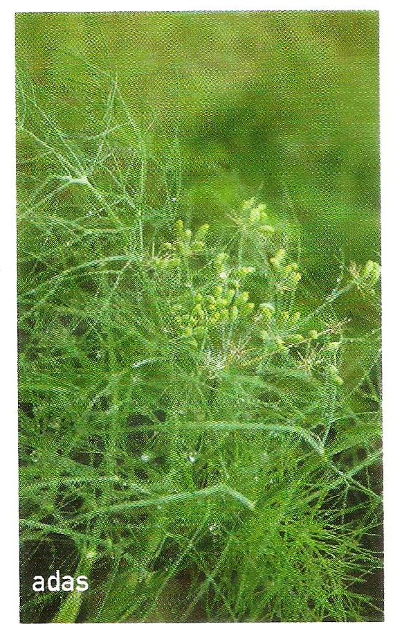 TREATMENT ADAS (Foeniculum vulgare Mill.) ~ TRADITIONAL JAMU HERBAL FOR ...