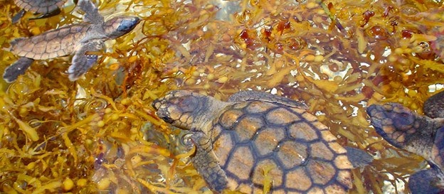 Sargassum: Sargassum and its Ecosystems