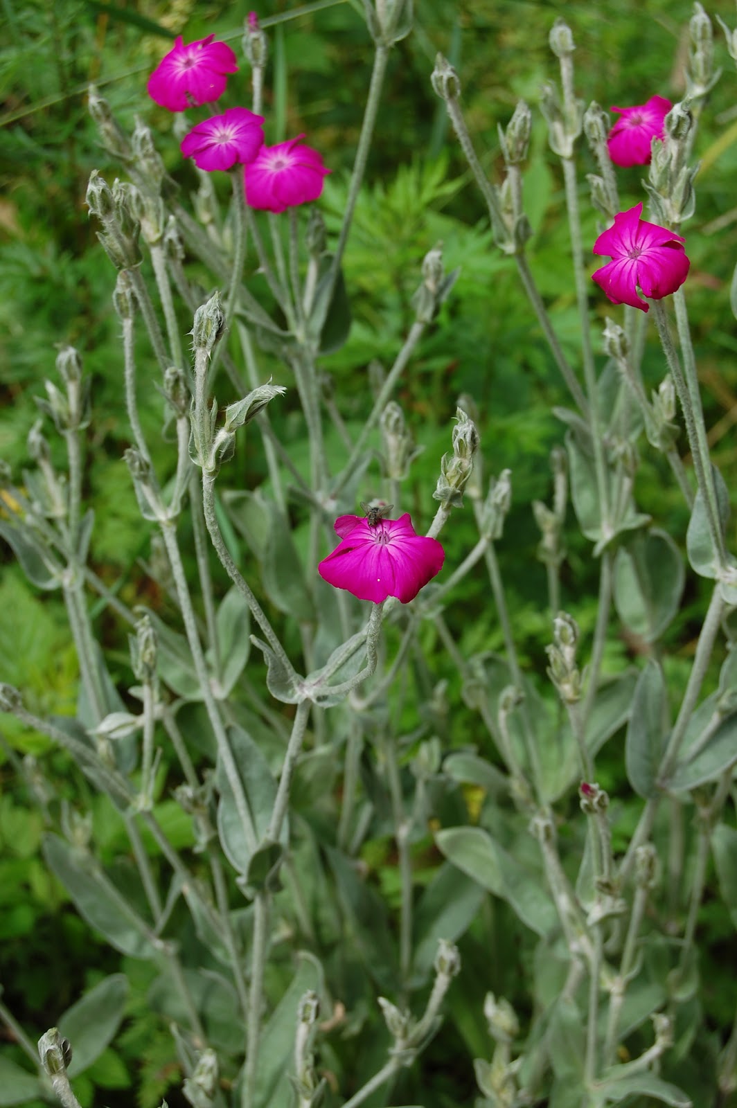 Rouva Hyrskyn Myrskyn: Puutarhan kukkijat heinäkuussa