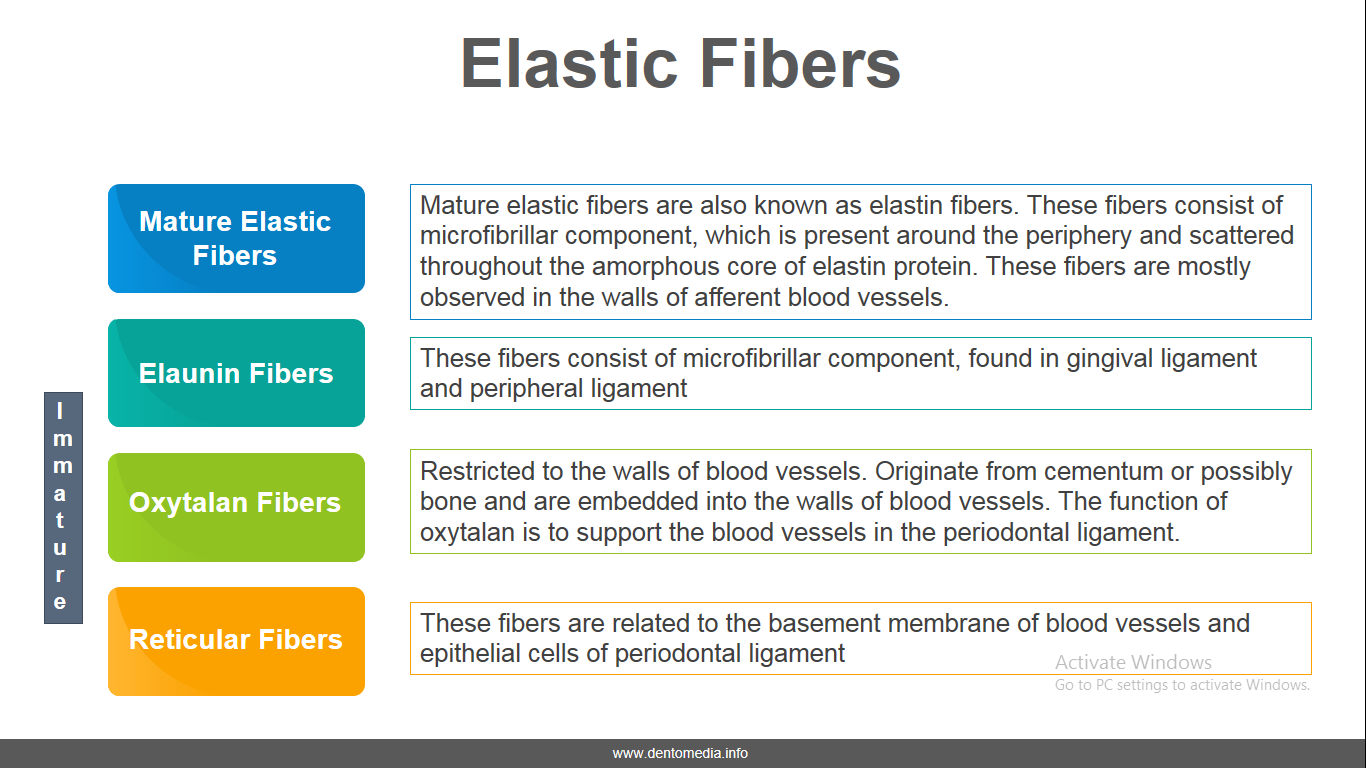 Periodontal Ligament PDL [Quick Notes With Charts and Diagrams For Exams]