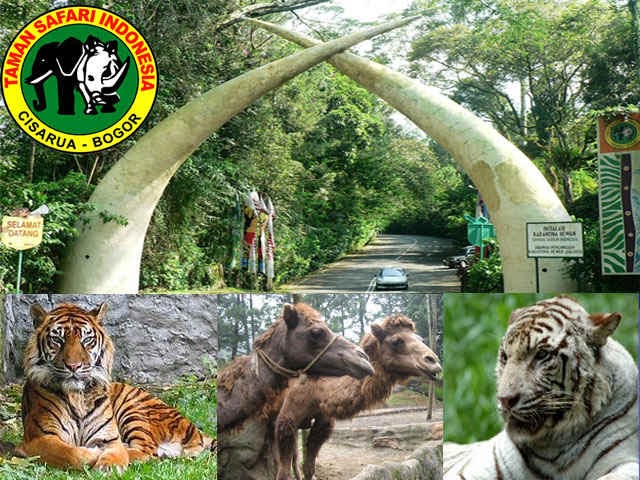 Informasi Penting Yang Perlu Anda Ketahui Mengenai Taman Safari Cisarua, Bogor Jawa Barat