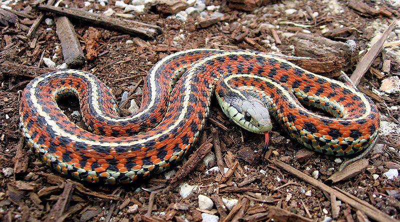 Aspundir: World's Most Colorful Snakes