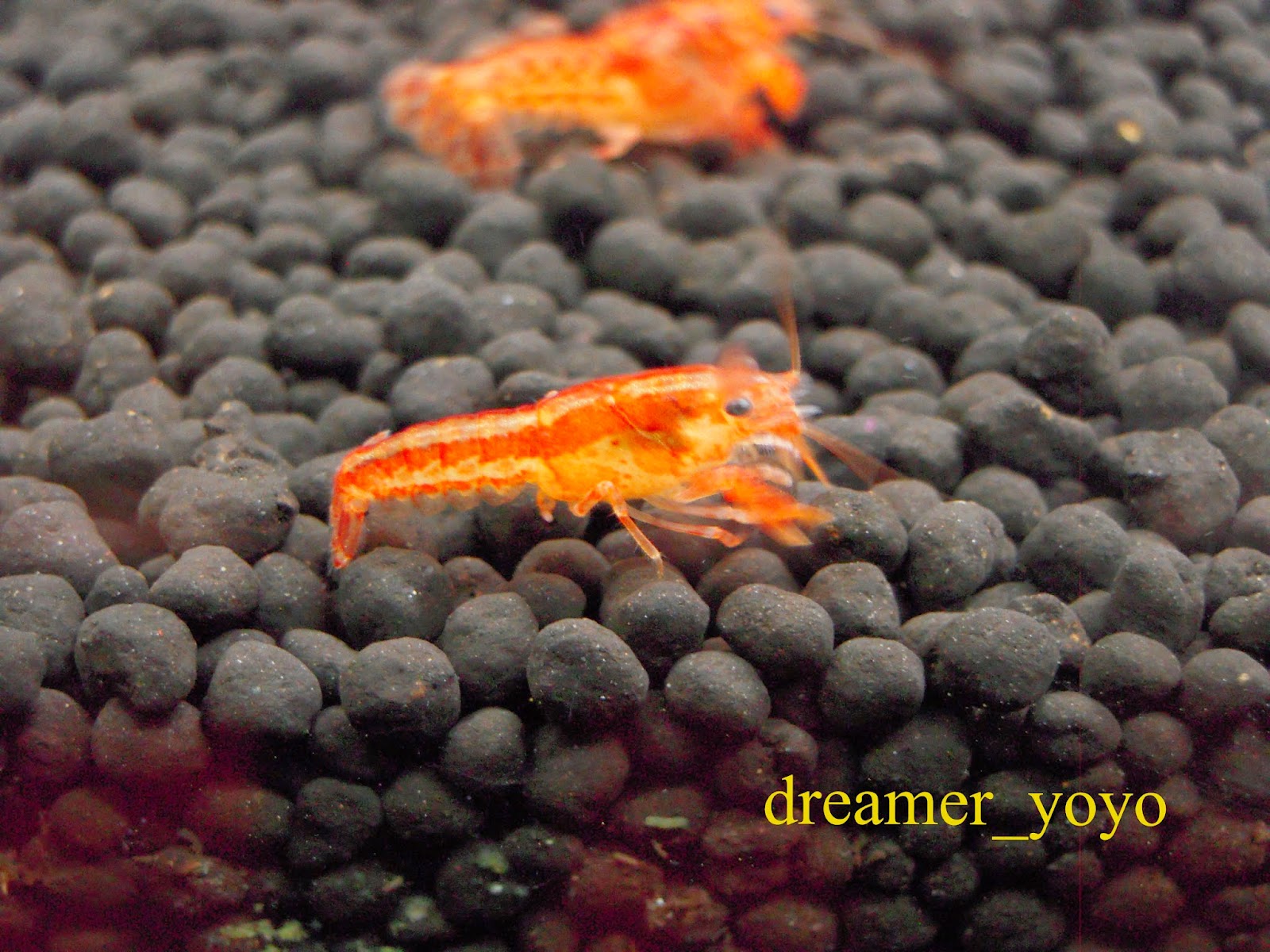 Crystal Red Shrimp: Mexican Dwarf Crayfish Cambarellus Patzcuarensis Orange