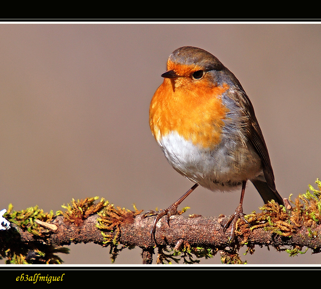 MIS AMIGAS LAS AVES: Petirrojo europeo (Erithacus rubecula)