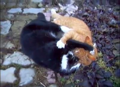 Cats fight – epic battle | wallpaper hd 1080p