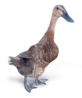 Itik / bebek rambon (Cirebon) | ikin personal blog