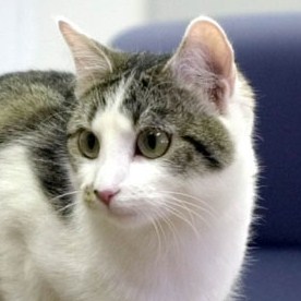 Universo Animal: El mundo de los Gatos