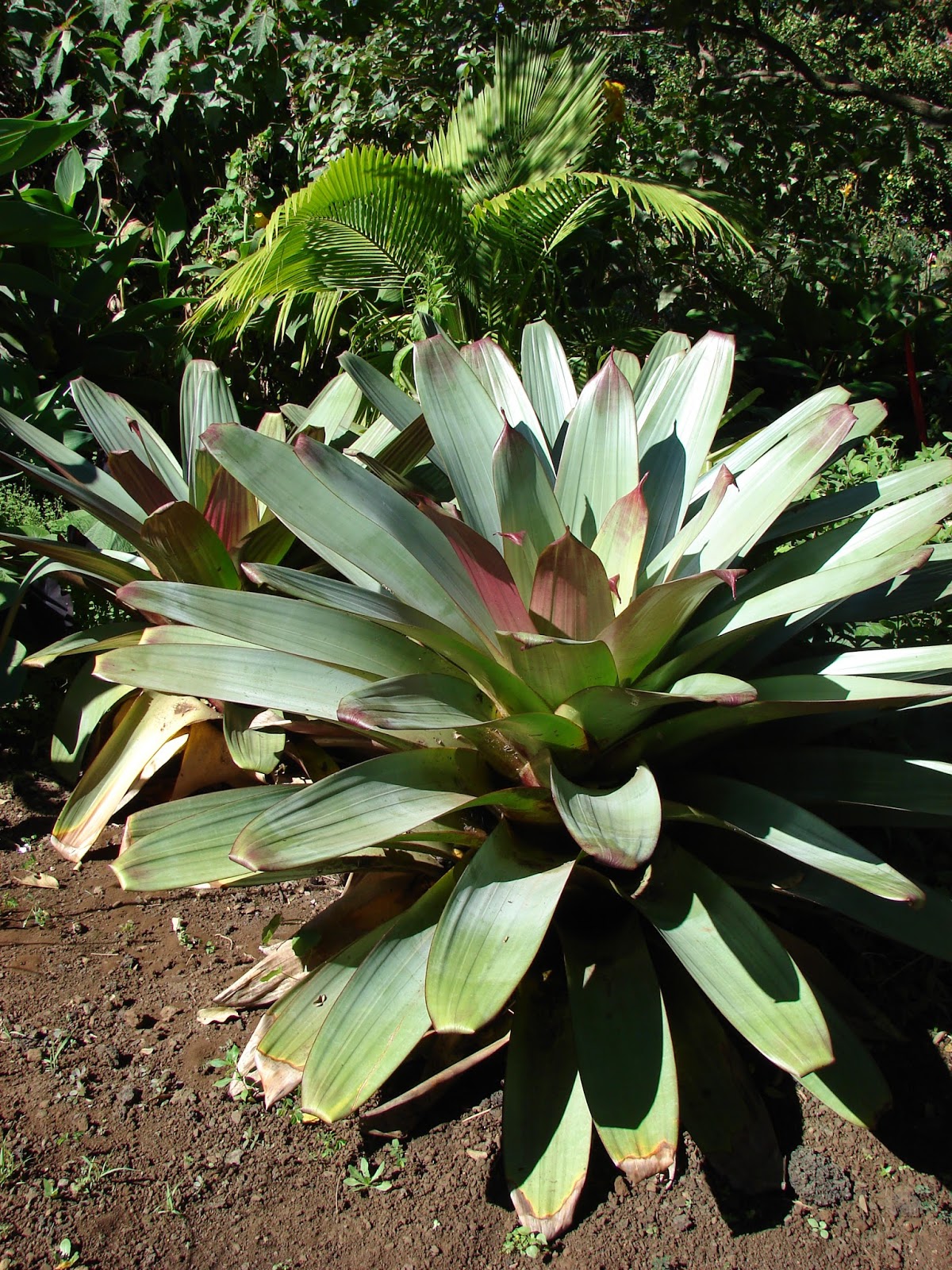 Plant World: Alcantarea imperialis