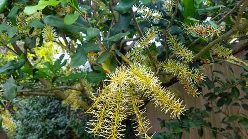 How To Grow Macadamia Tree from Cuttings