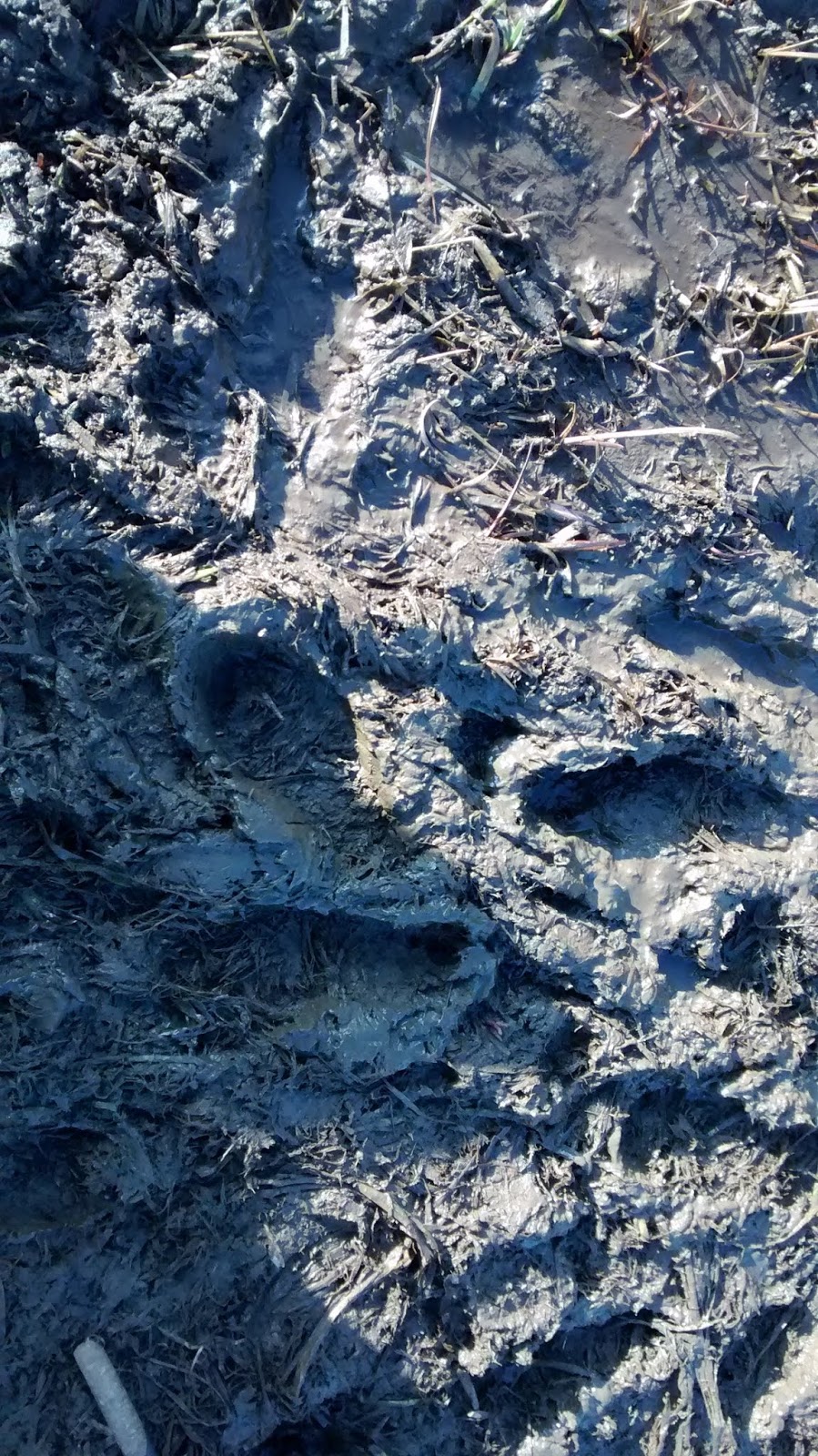 Jorvik Angler: Splodgeness Abounds