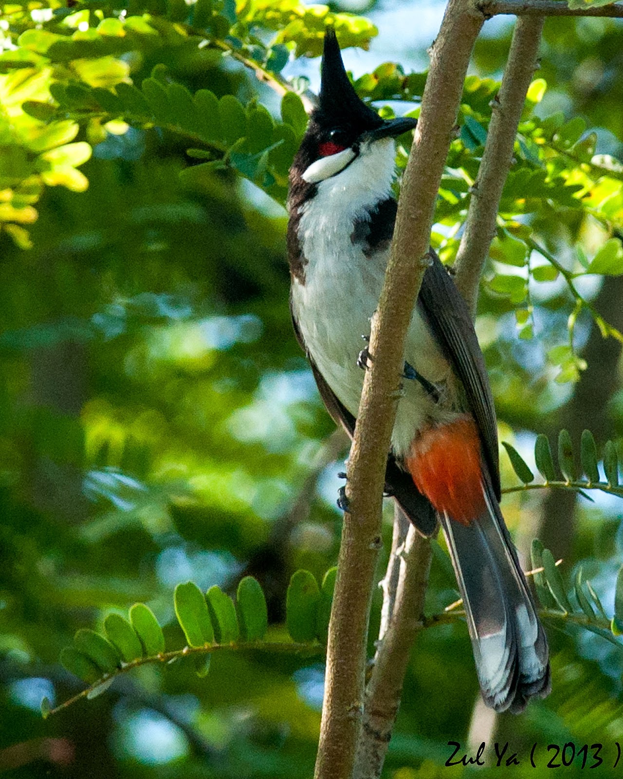 Zul Ya - Birds of Peninsular Malaysia: The Bulbul's Collection ...