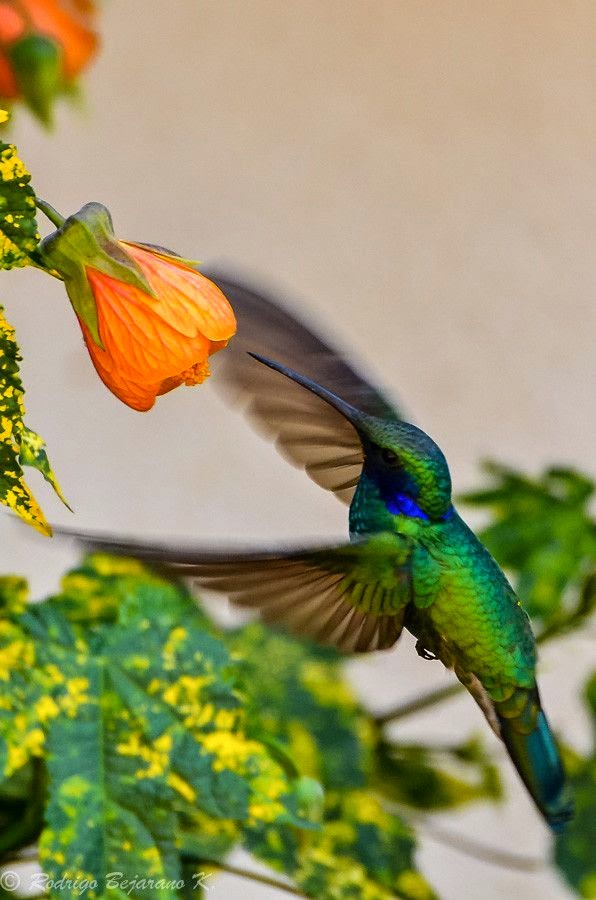 Pretty Birds ~ Stunning nature