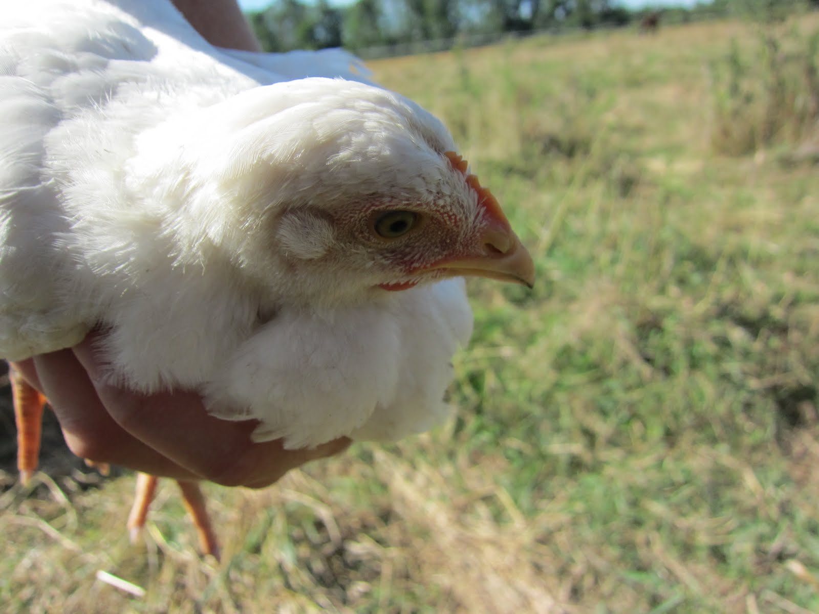 Nes' Farm: How to Carry a Chicken