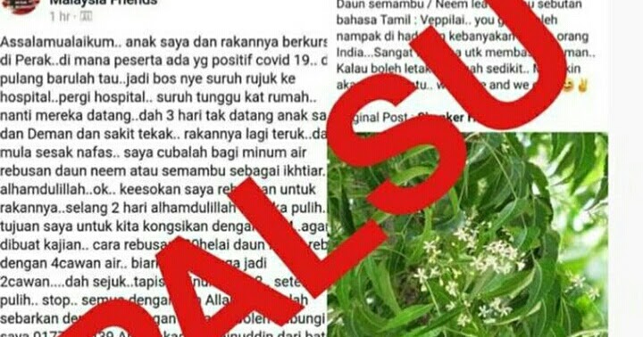 Minum Air Rebusan Daun Neem Atau Semambu Boleh Mengubati COVID-19?