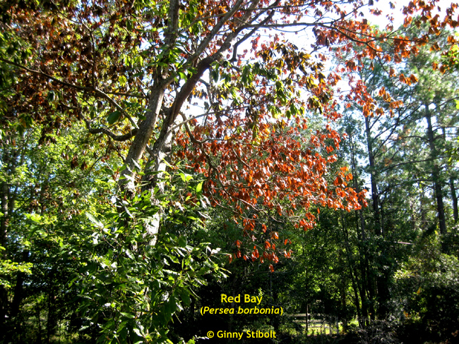 Green Gardening Matters: An update: red bay trees that died back from ...