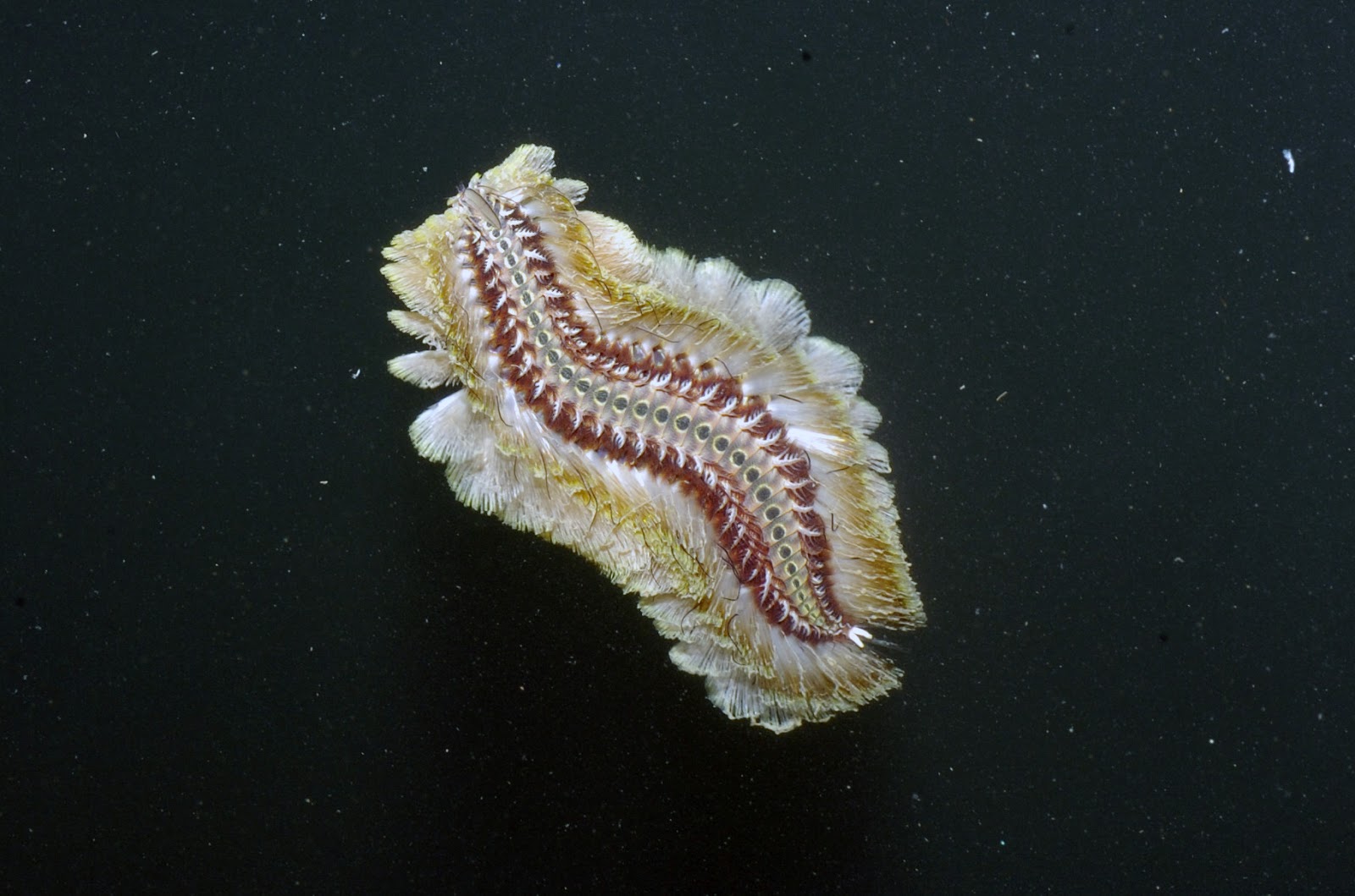 Real Monstrosities: Fireworm, Chloeia