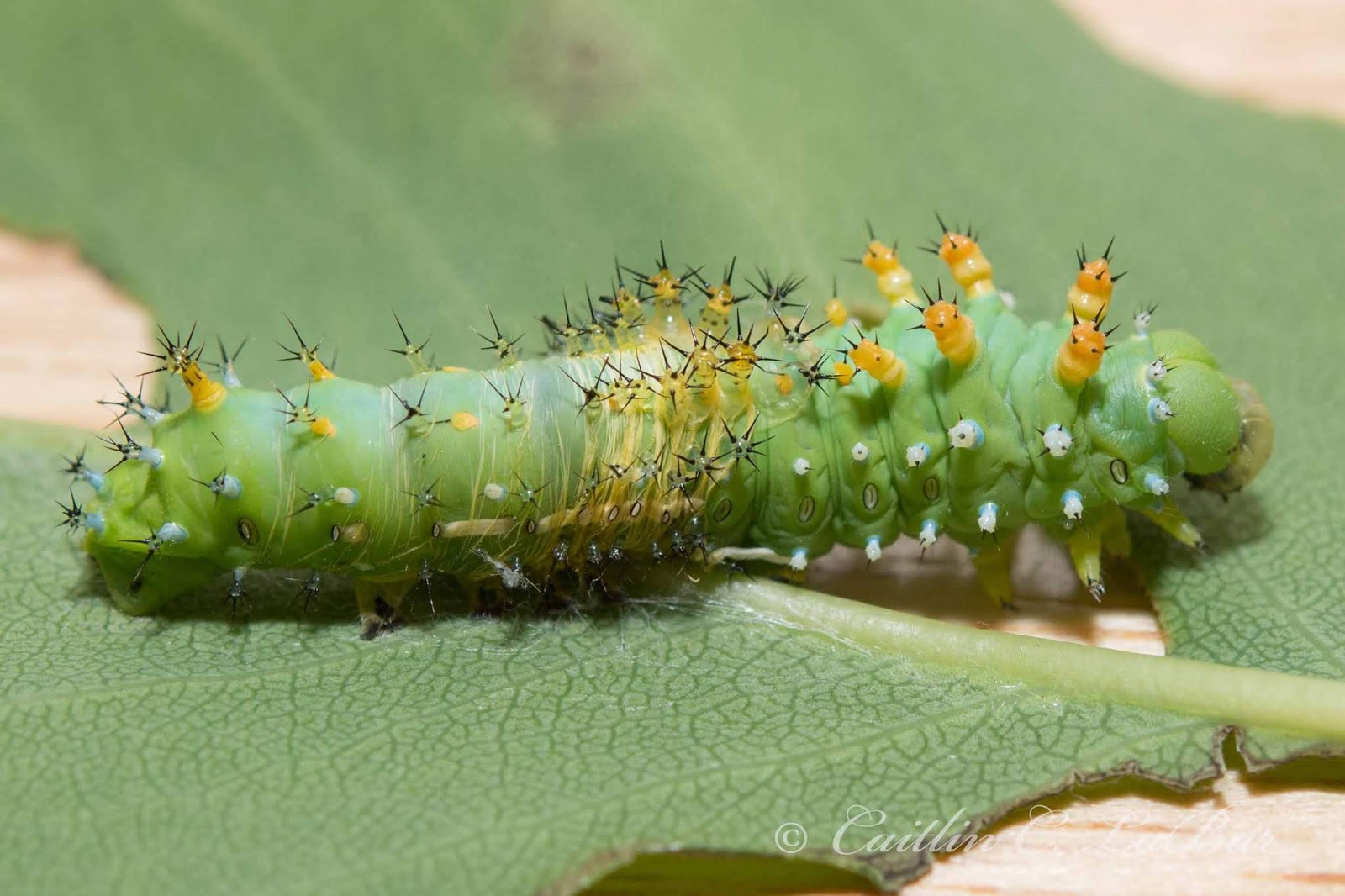 Northwest Butterflies: Ceanothus Silk Moth - part 2