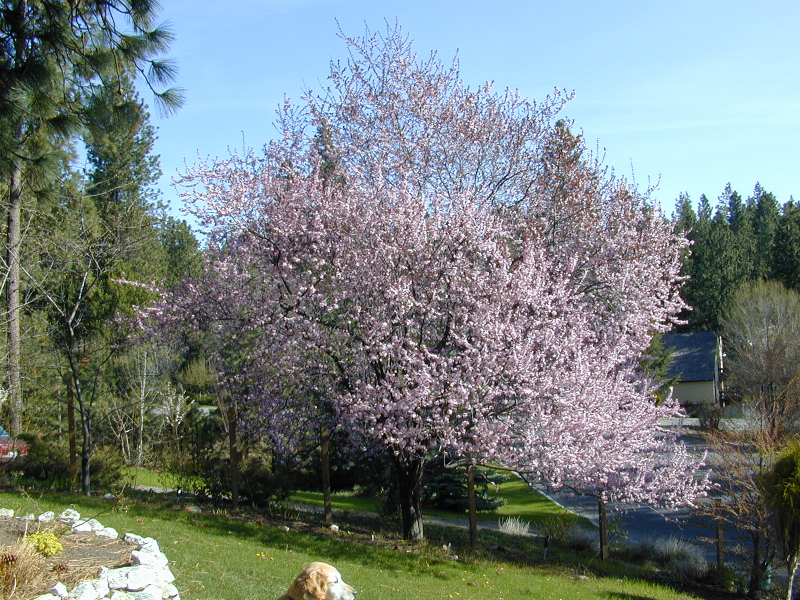 Trees of Santa Cruz County: Prunus cerasifera 'Thundercloud ...