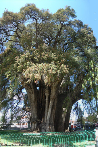 EL ARBOL DEL TULE - OAXACA - MEXICO | Plantas