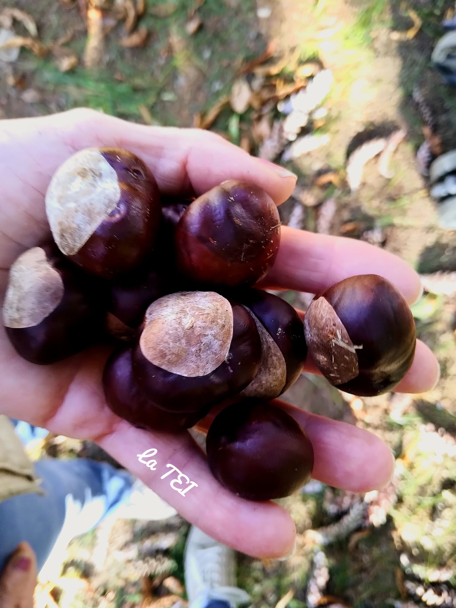 Come fare il sapone con le castagne matte