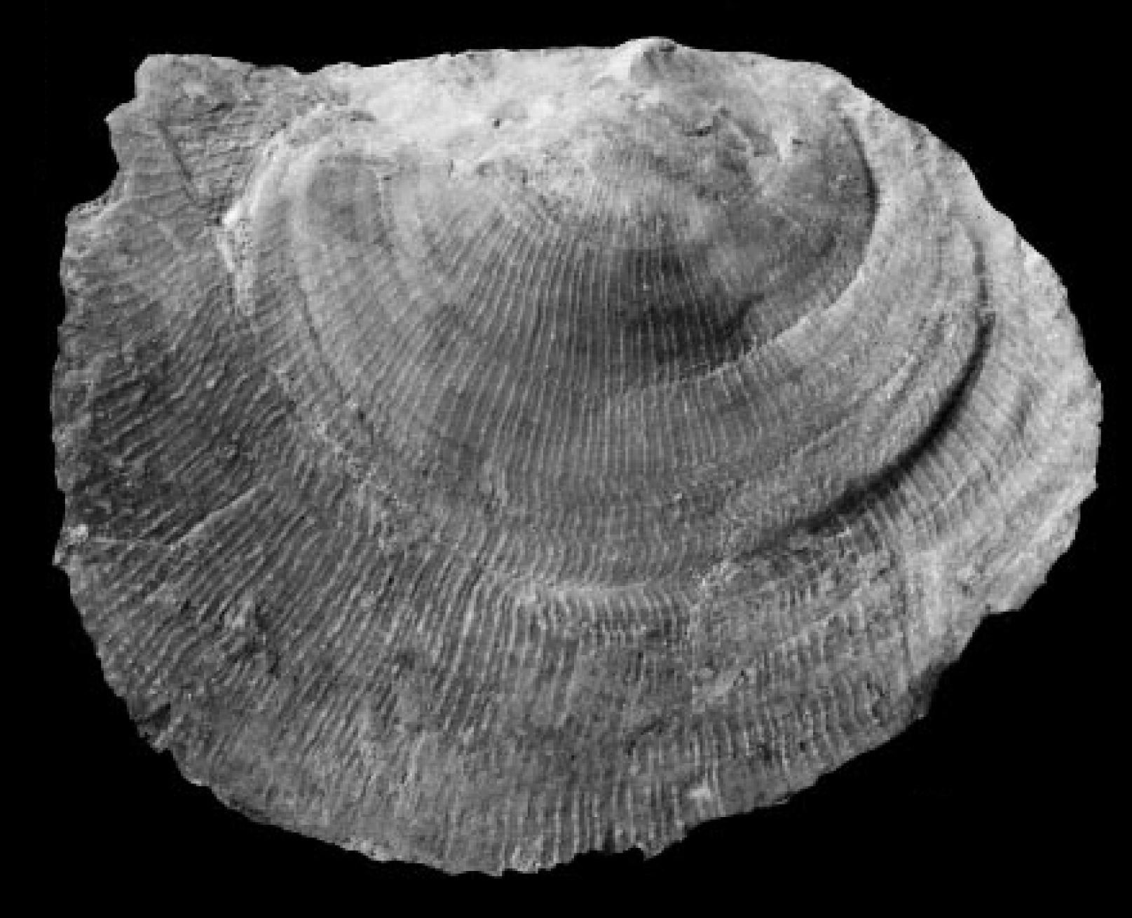 Variety of Life: Pectinida