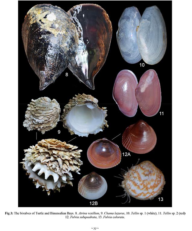 Save Turtle Bay Palawan: The 108 varieties of molluscs of Turtle Bay